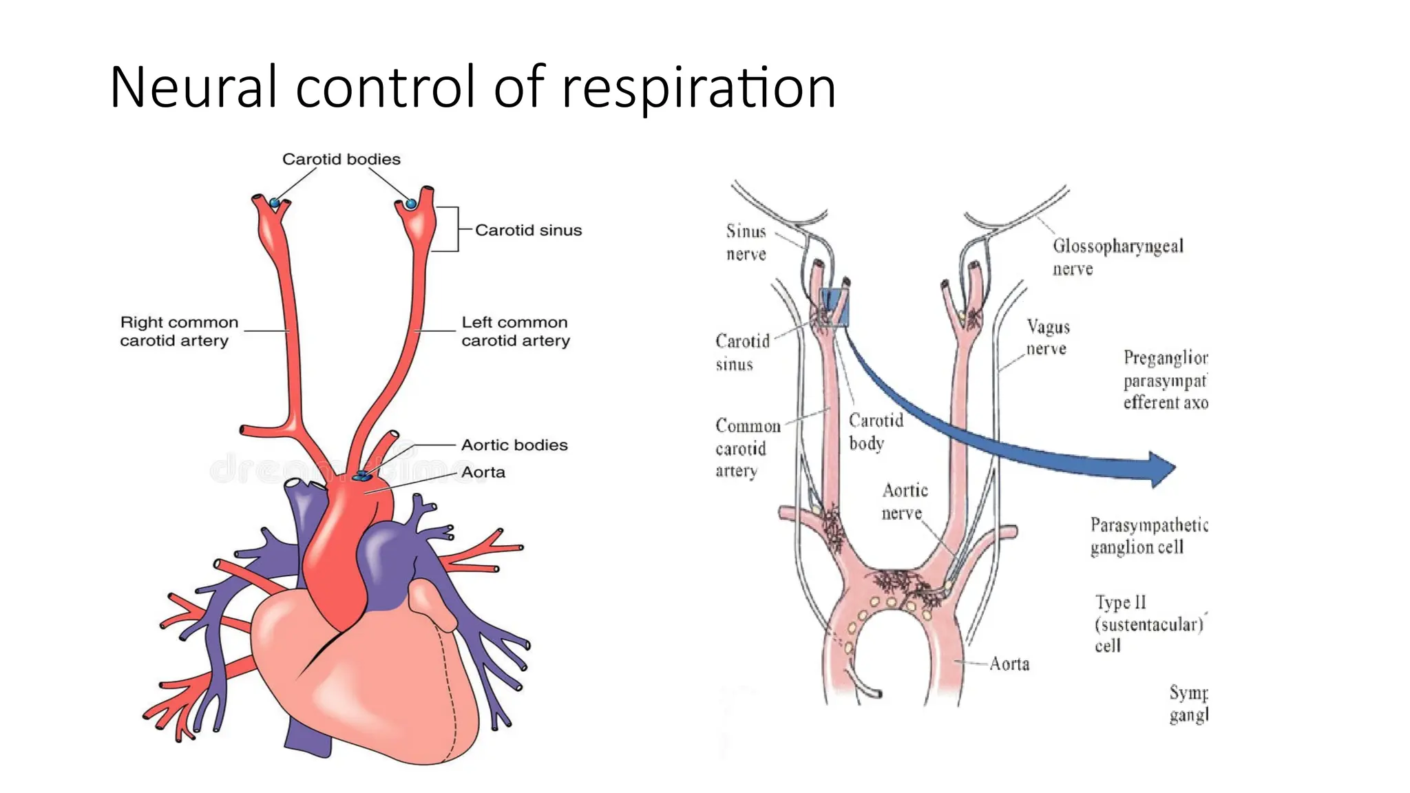 RESPIRATORY SYSTEM of a human being-1.pptx
