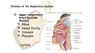 RESPIRATORY SYSTEM of a human being-1.pptx