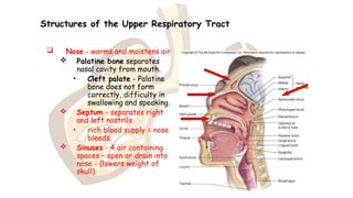 RESPIRATORY SYSTEM of a human being-1.pptx