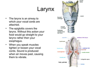 Respiratory system | PPT