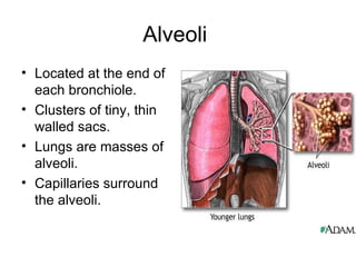 Respiratory system | PPT