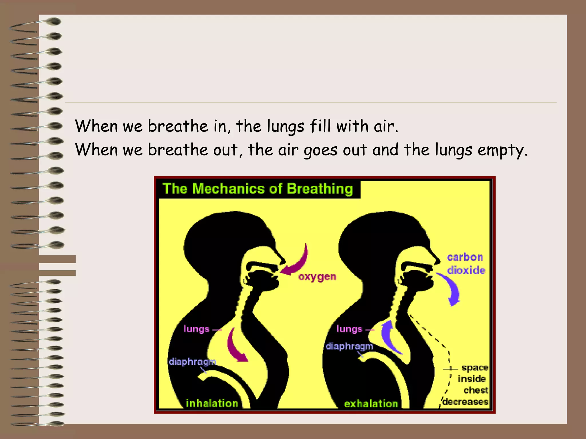 Respiratory system