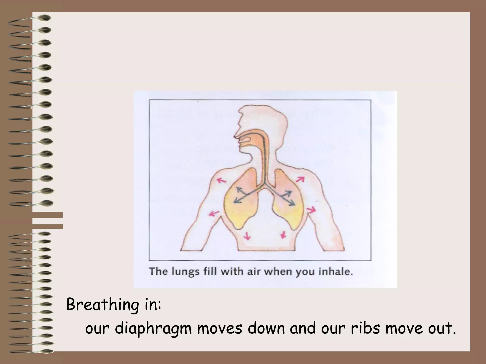 Respiratory system
