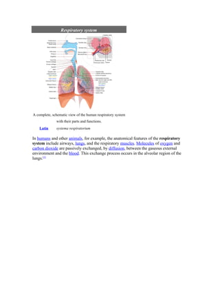 Respiratory system | PDF