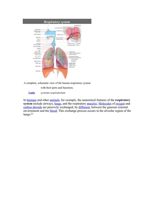 Respiratory system | PDF