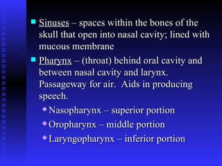 Respiratory system | PPT