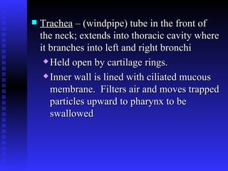 Respiratory system | PPT