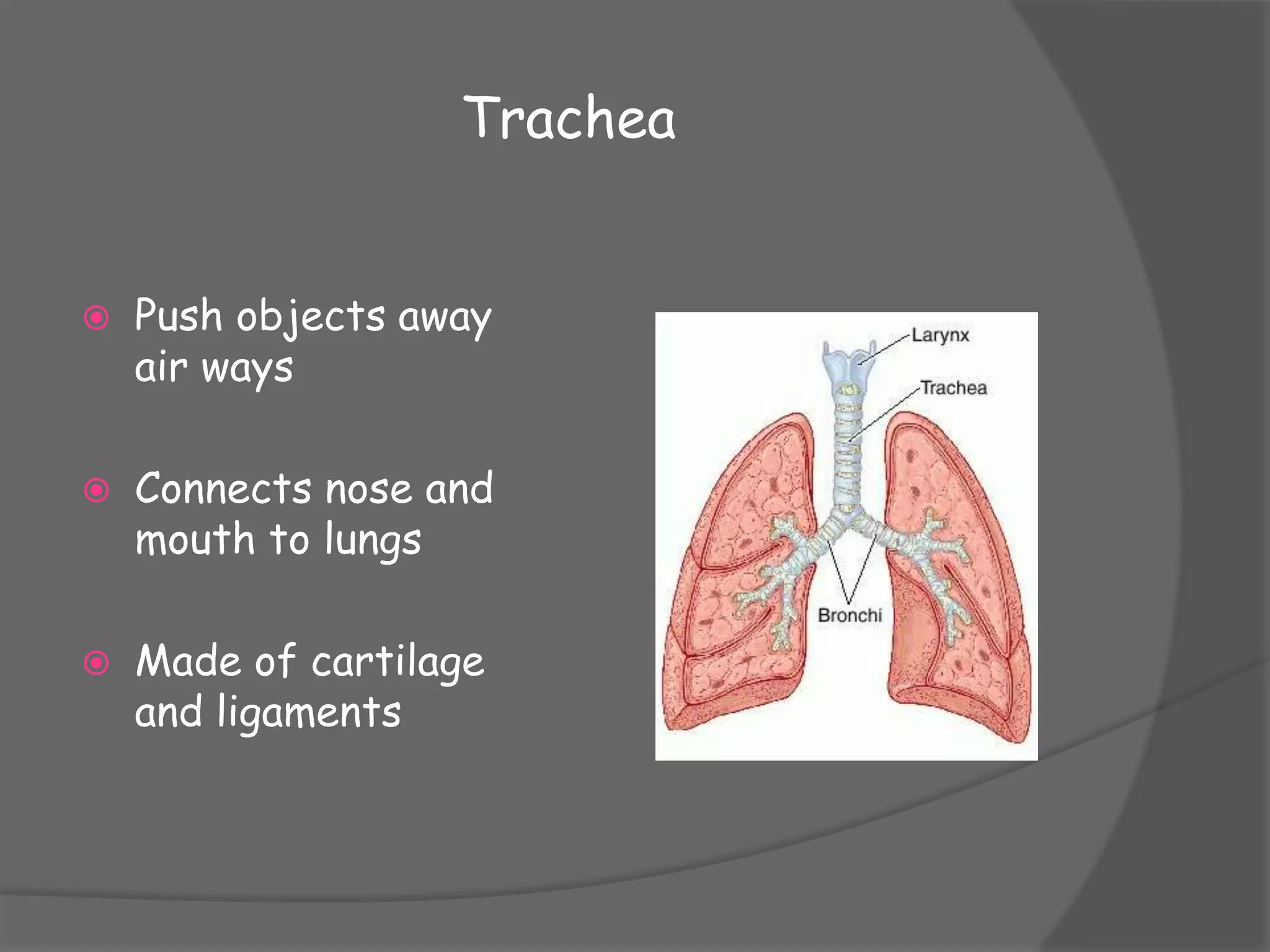 Respiratory system | PPTX