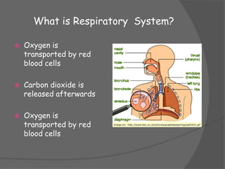 Respiratory system | PPTX