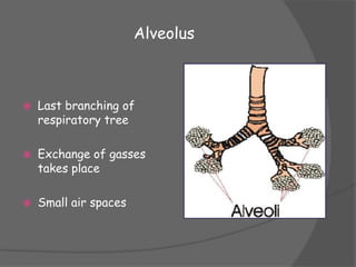 Respiratory system | PPTX