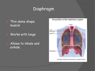 Respiratory system | PPTX