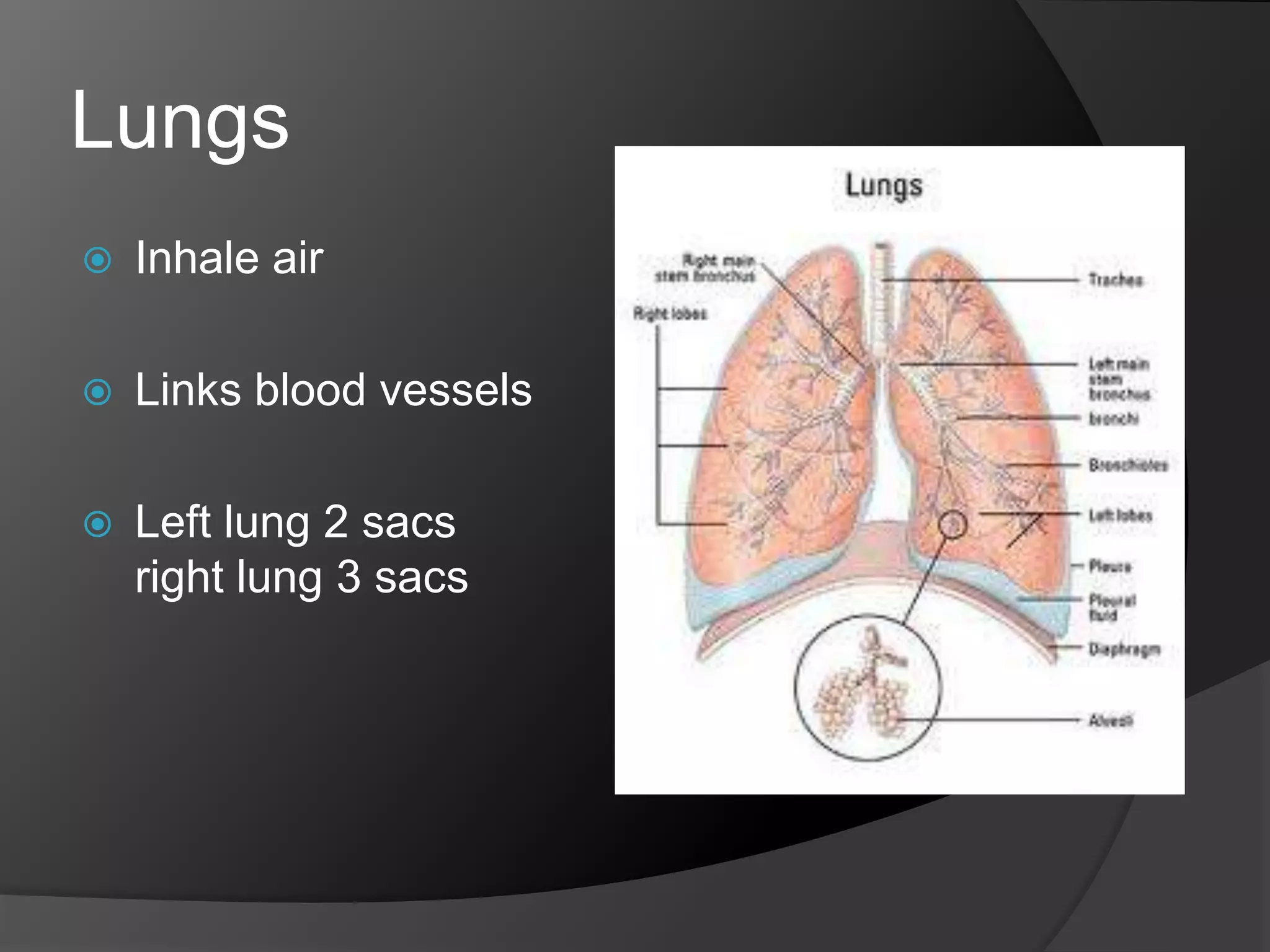 Respiratory system | PPTX