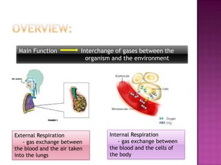Respiratory system | PPTX