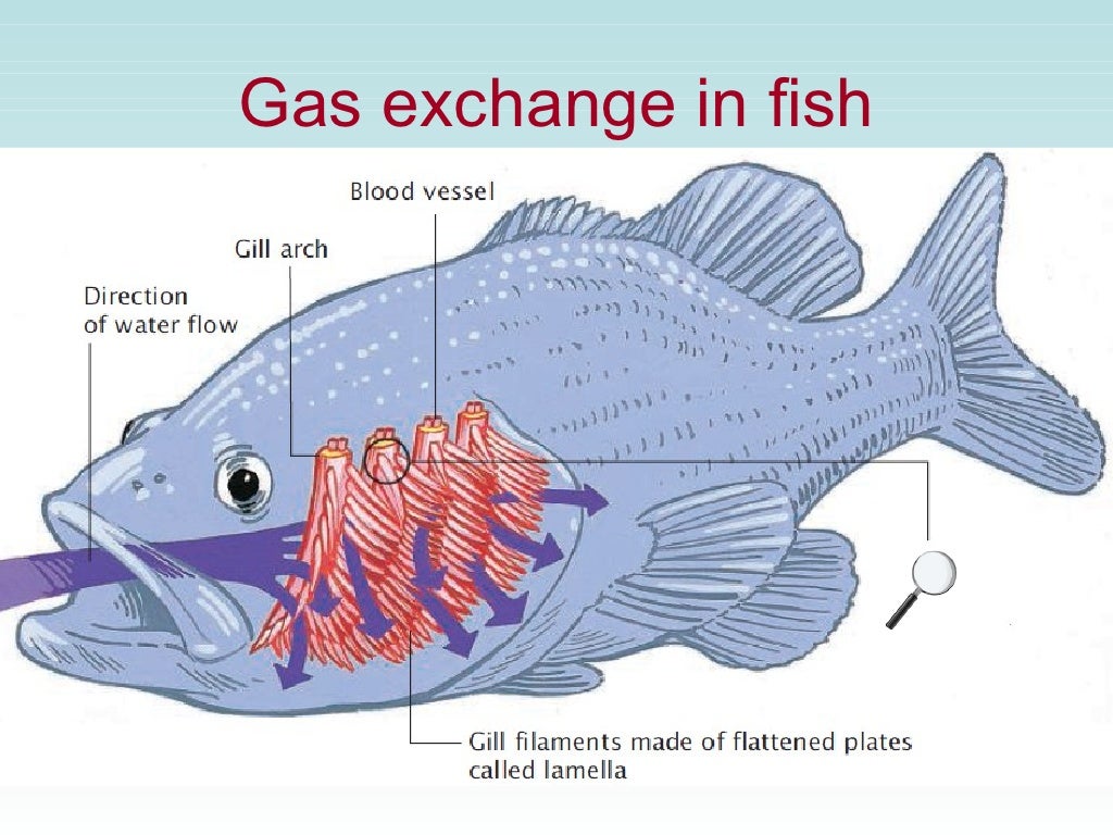 15-respiratory-system