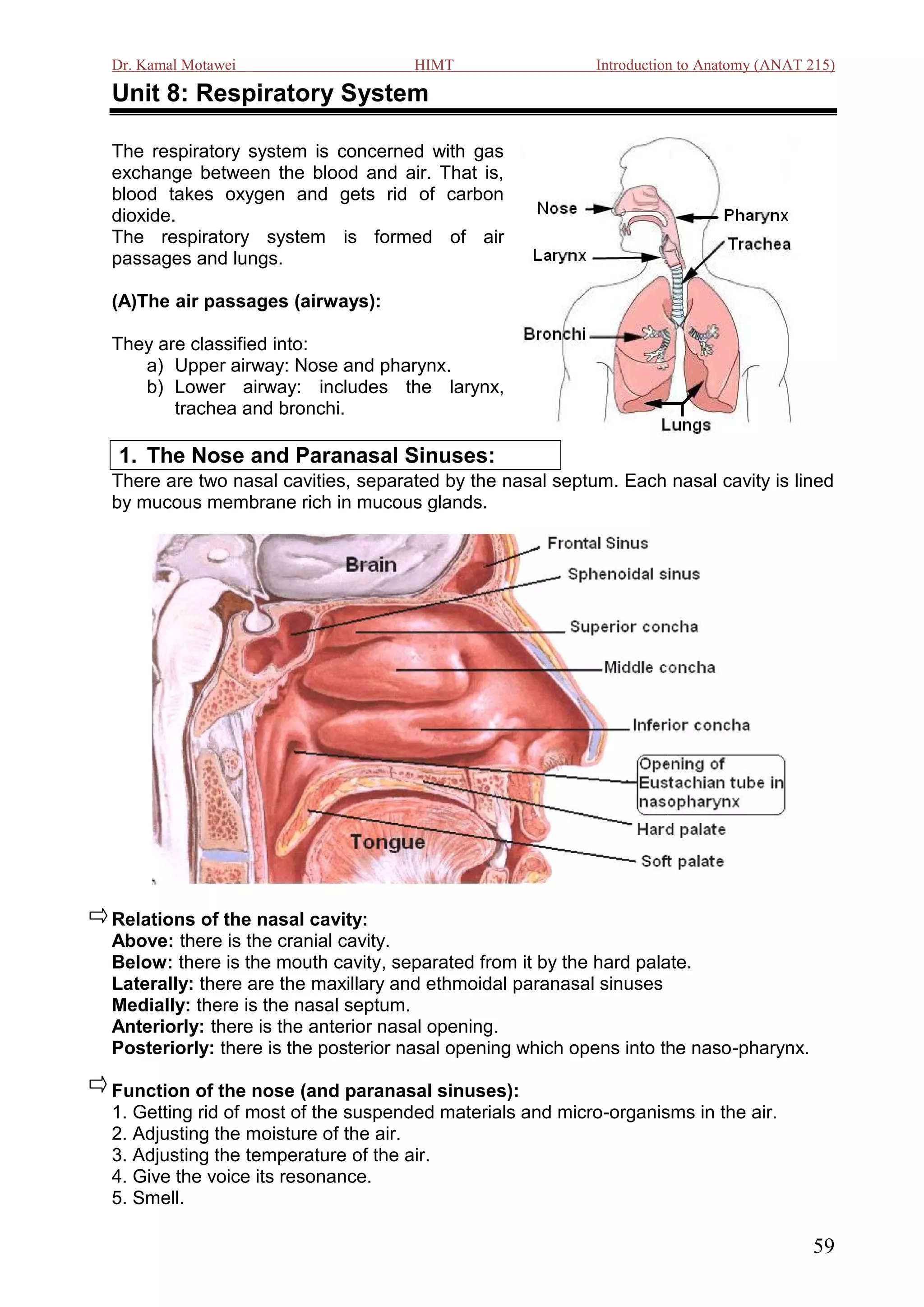 Respiratory system | PDF