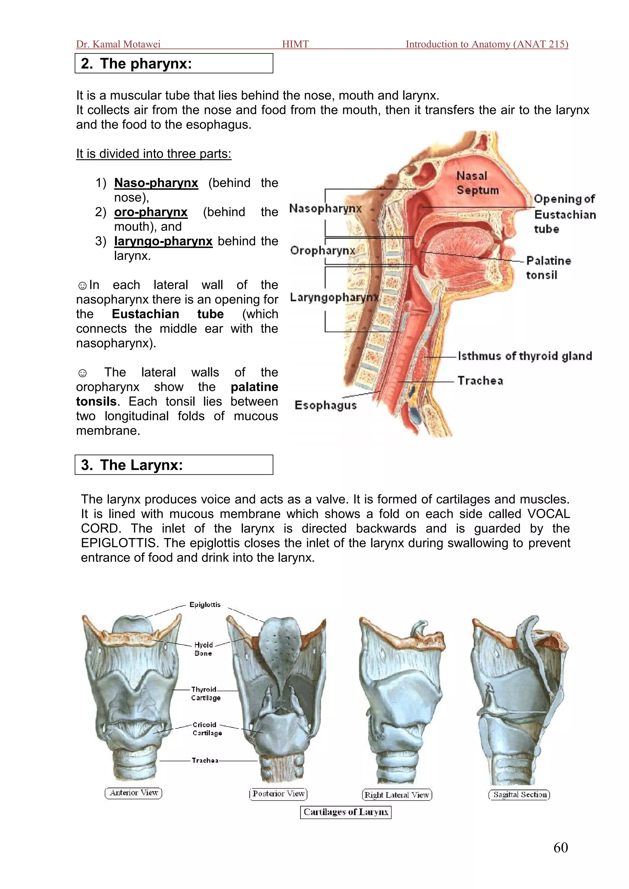 Respiratory system | PDF