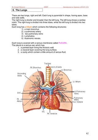 Respiratory system | PDF