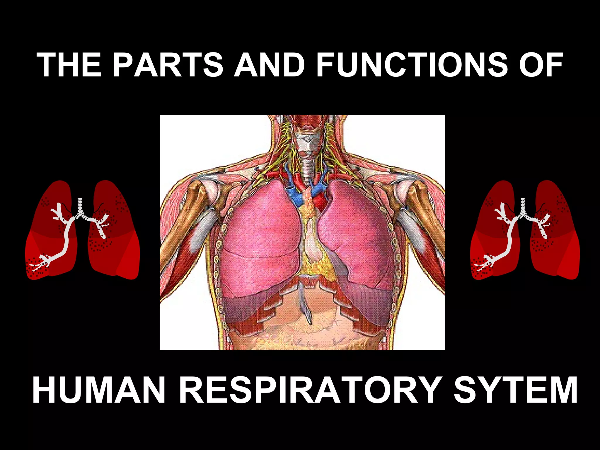 Respiratory system | PPT