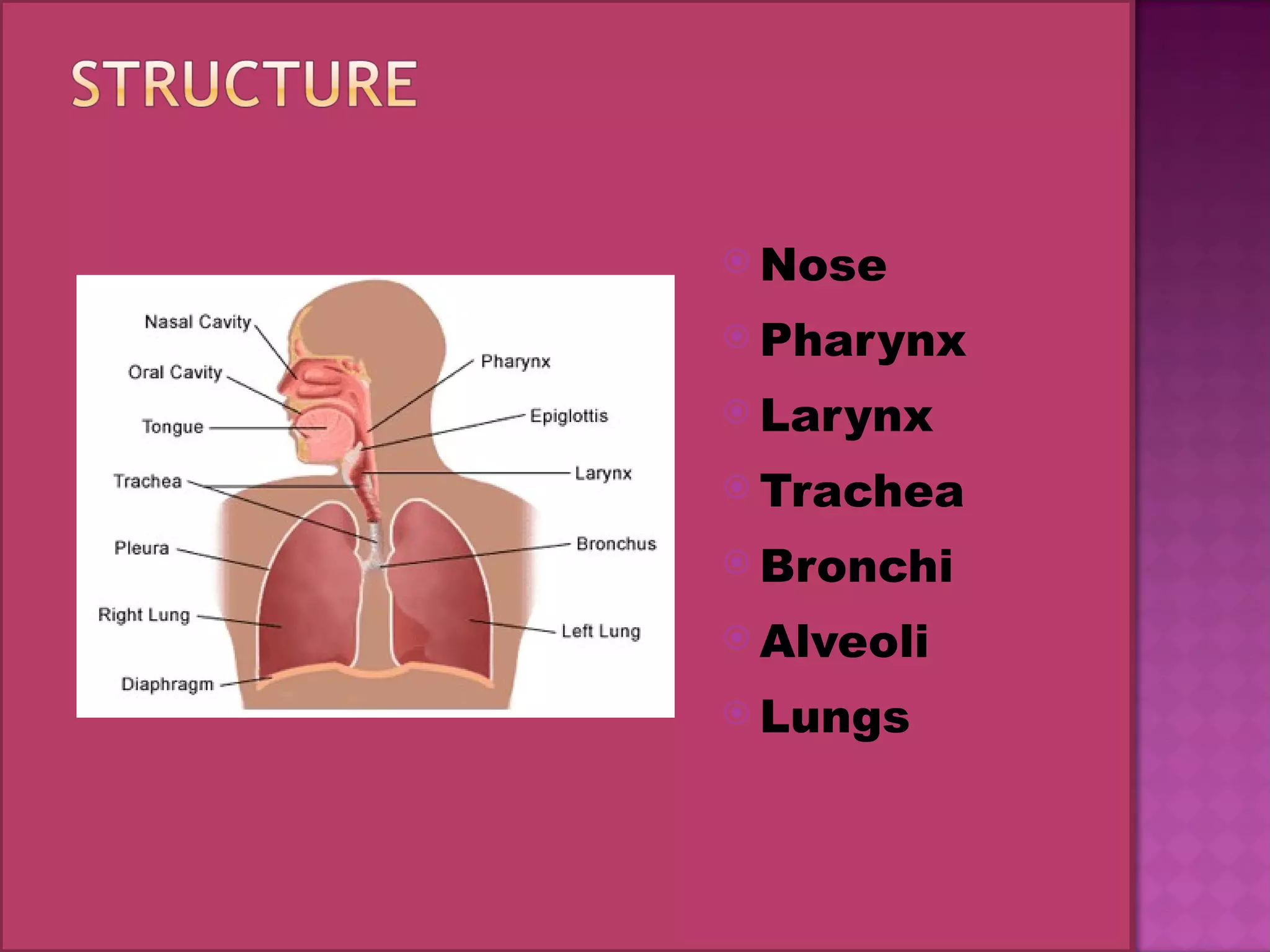 Respiratory system | PPT