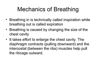 Respiratory system | PPT