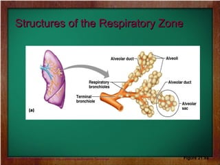 Respiratory system | PPT