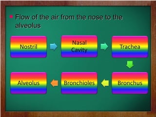 Respiratory system | PPT