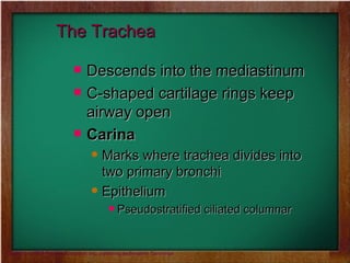 Respiratory system | PPT
