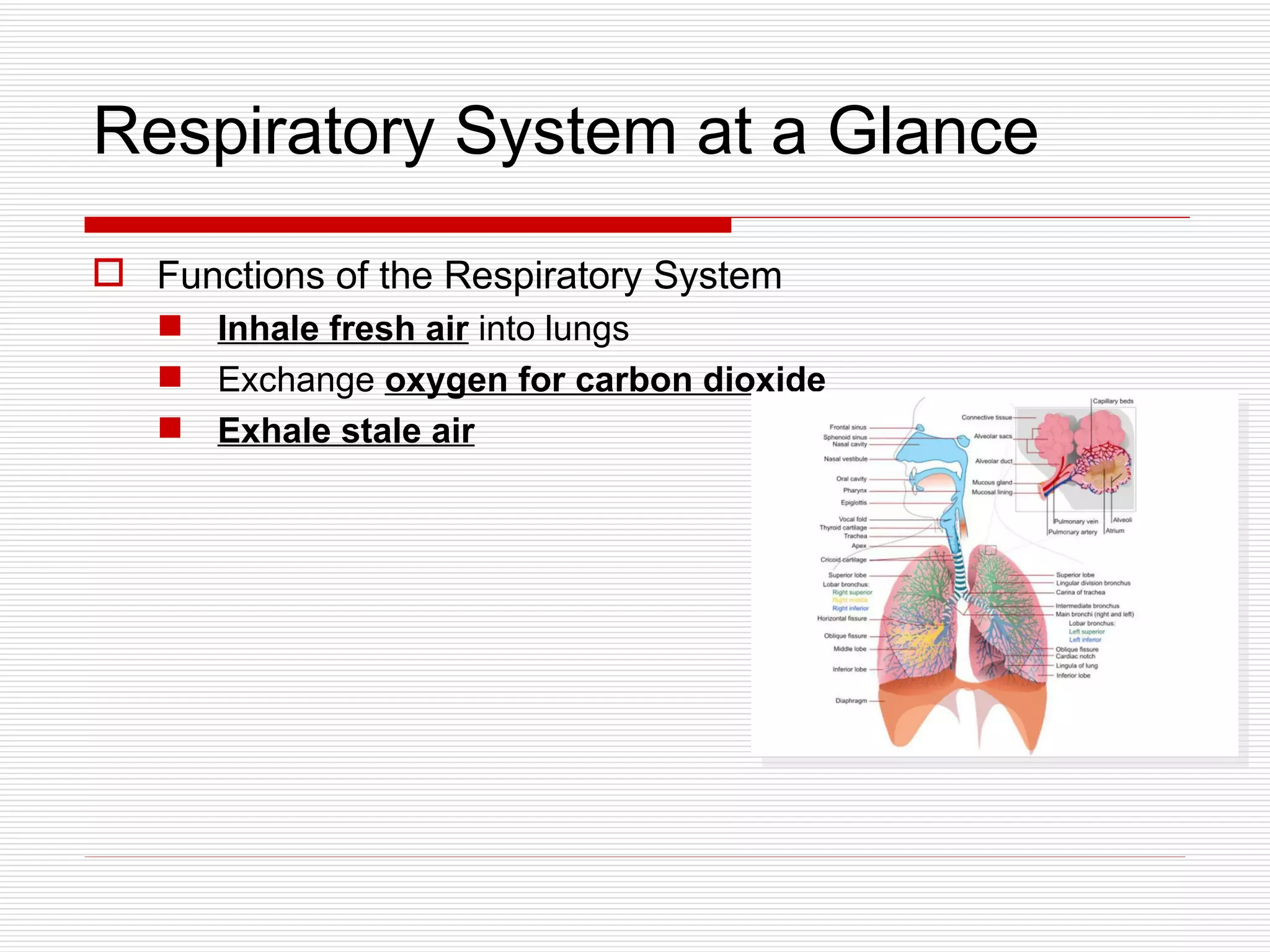 Respiratory System | PPT