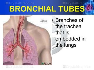 Respiratory system | PPTX
