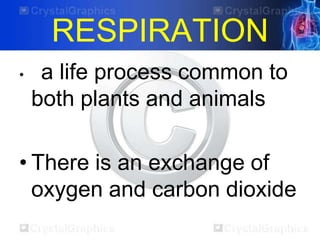 Respiratory system | PPTX