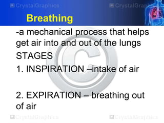 Respiratory system | PPTX