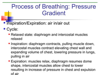 Respiratory system | PPT