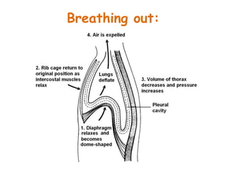 Respiratory system | PPTX