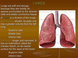 Respiratory system | PPT