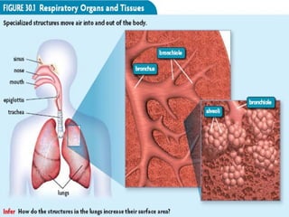 Respiratory system | PPT