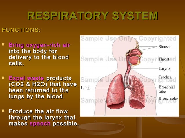Respiratory system | PPT