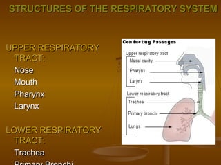 Respiratory system | PPT