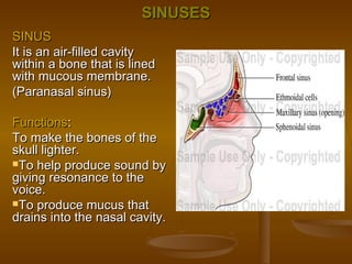 Respiratory system | PPT