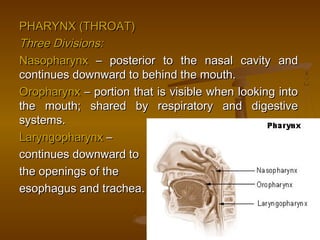 Respiratory system | PPT