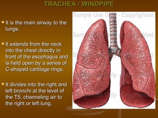 Respiratory system | PPT