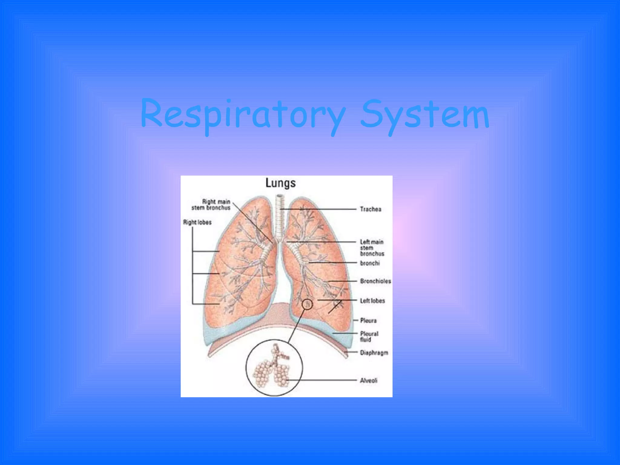 Respiratory system | PPT