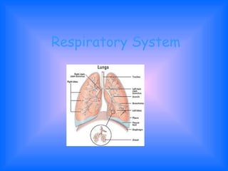 Respiratory system | PPT