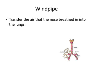 Respiratory system | PPT