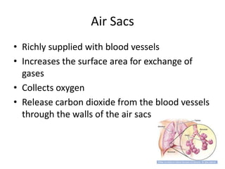 Respiratory system | PPT