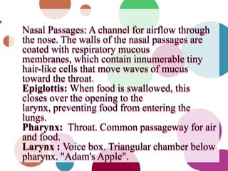 Respiratory system | PPT