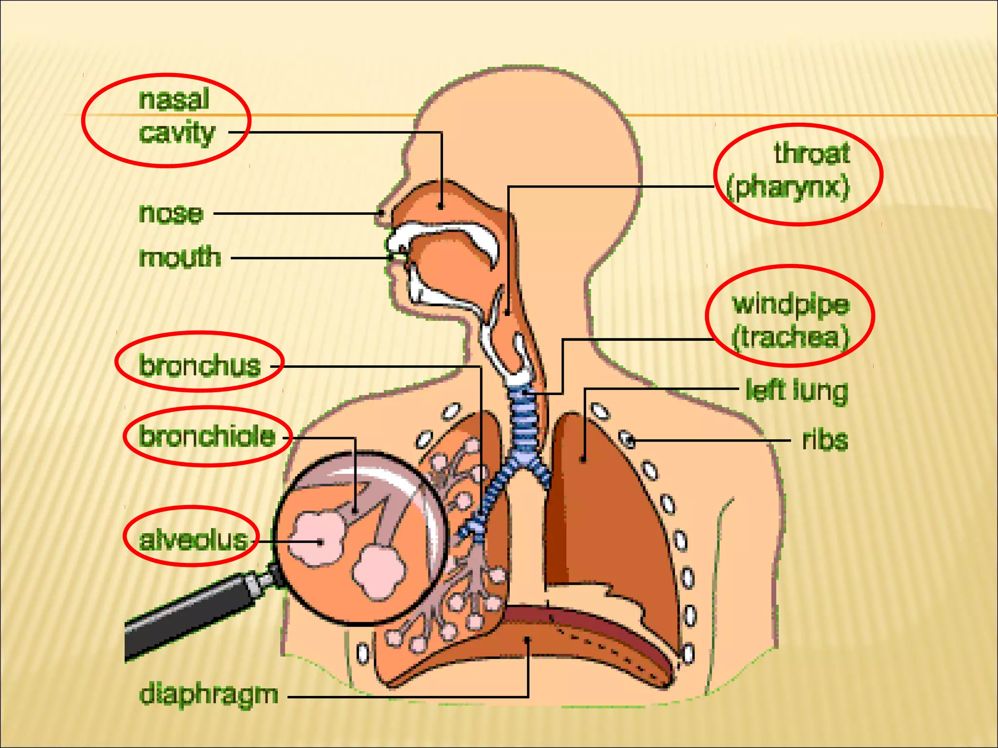 Grade 8 - Respiratory System | PPT