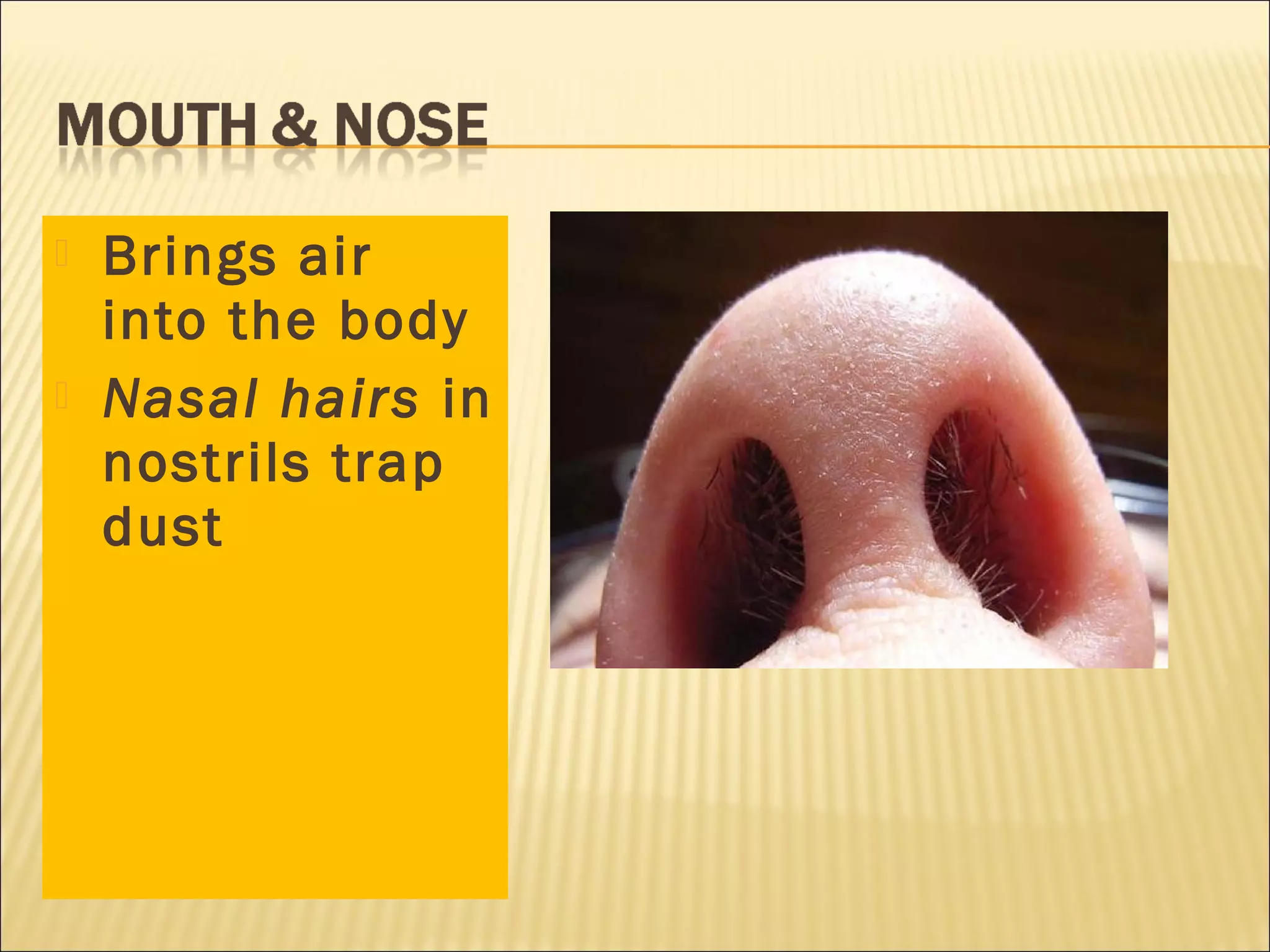 Grade 8 - Respiratory System | PPT