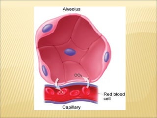 Grade 8 - Respiratory System | PPT