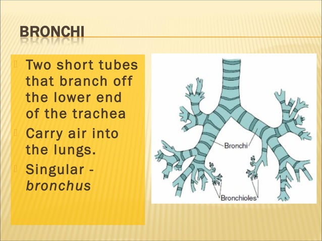 Grade 8 - Respiratory System | PPT | Lung and Respiratory Health ...