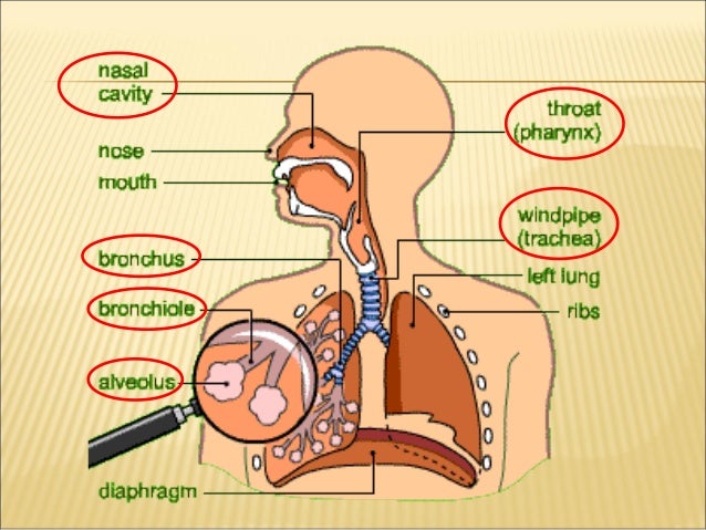 Grade 8 - Respiratory System